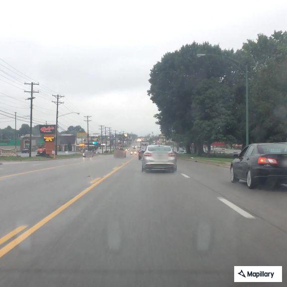 White cow blocks traffic on State Hwy D, Springfield, Springfield MO ...