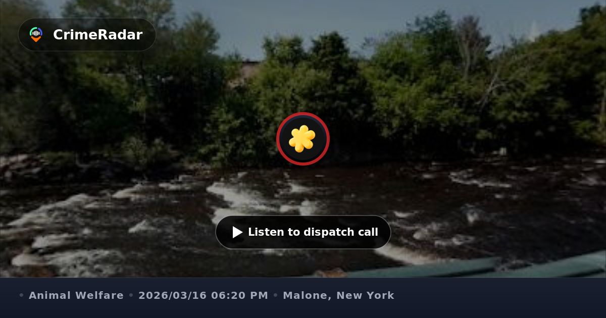 Dog reportedly abandoned after owner’s arrest, Malone NY | CrimeRadar