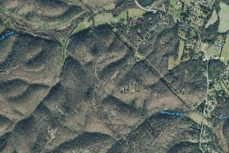 Animal control requested for dogs near Trenton and Gibbs Road, Cheatham ...