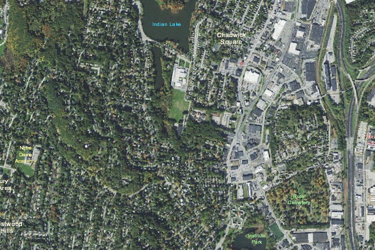 Graffiti vandalism mars tree near 47 Forest St Worcester, Worcester MA ...